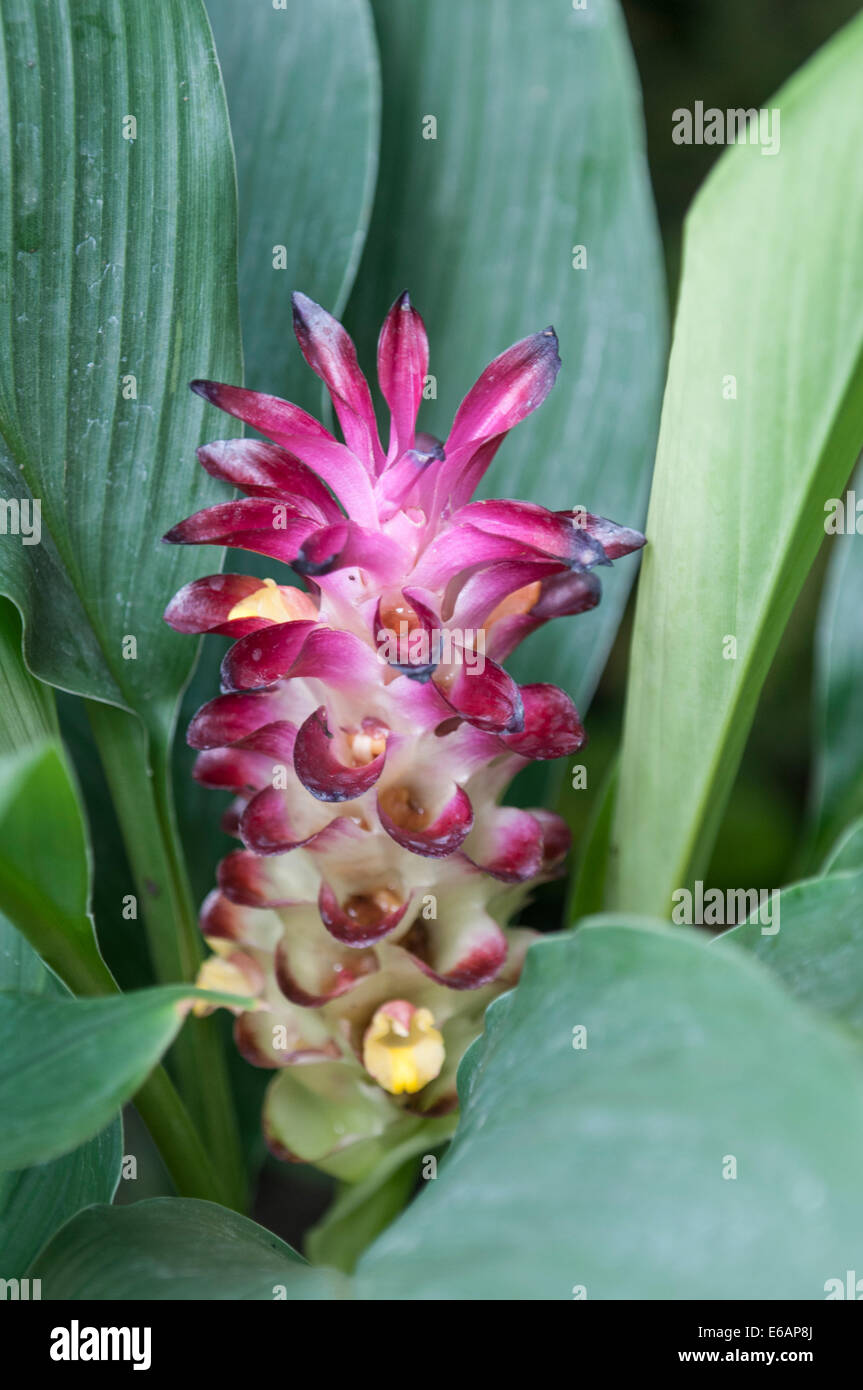 Curcuma "Purple Torch Stock Photo - Alamy