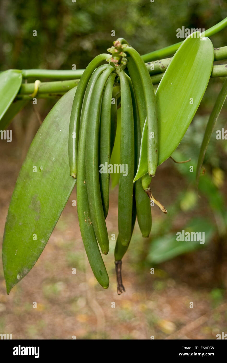 vanilla,spice vanilla,vanilla plant Stock Photo - Alamy
