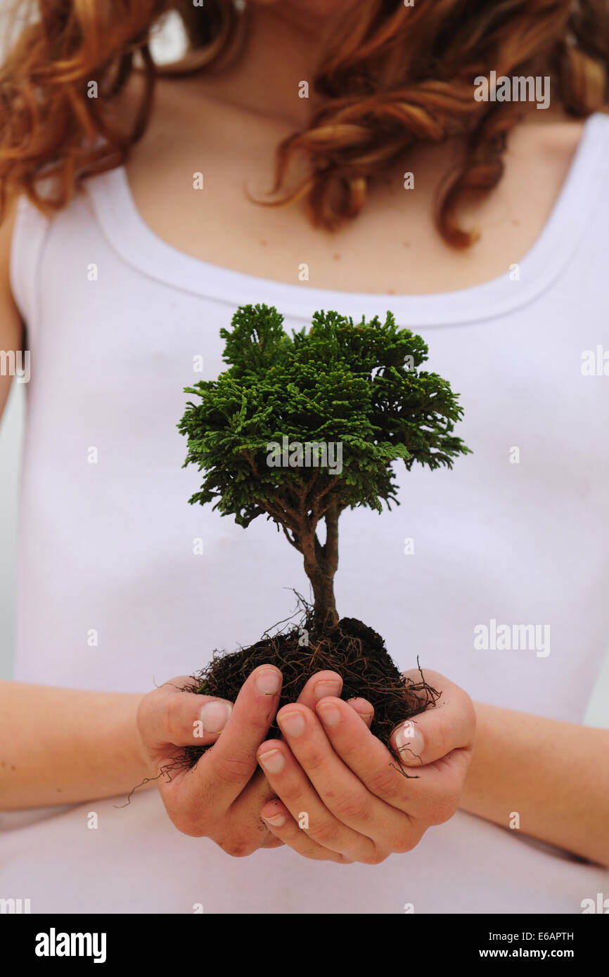 Person tending to bonsai hi-res stock photography and images - Alamy
