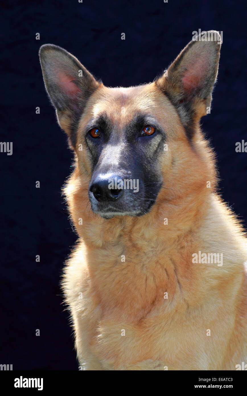 Female German Shepherd dog against a dark background Stock Photo - Alamy