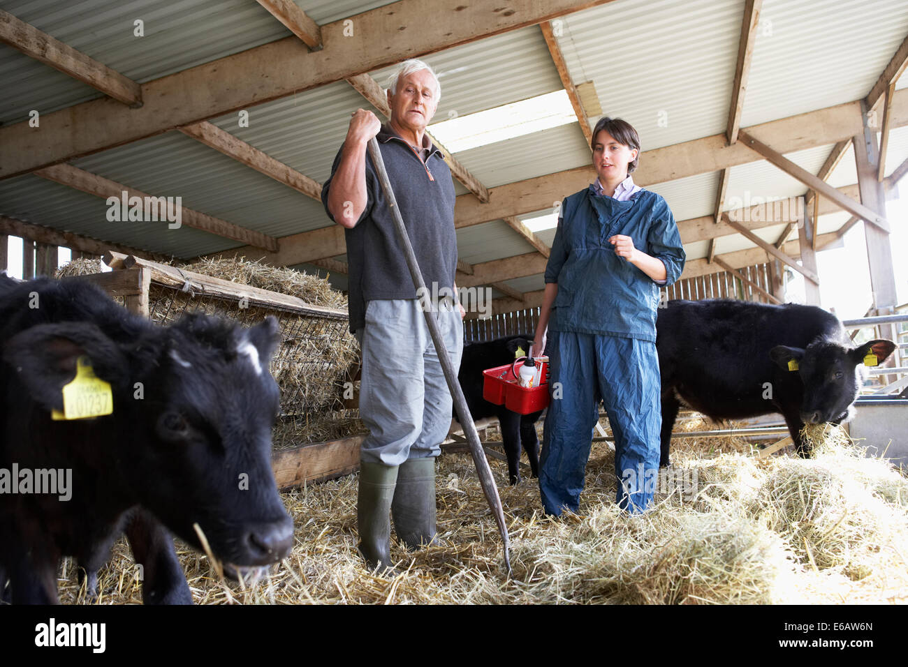 Breeding Cattle Days High Resolution Stock Photography and Images - Alamy