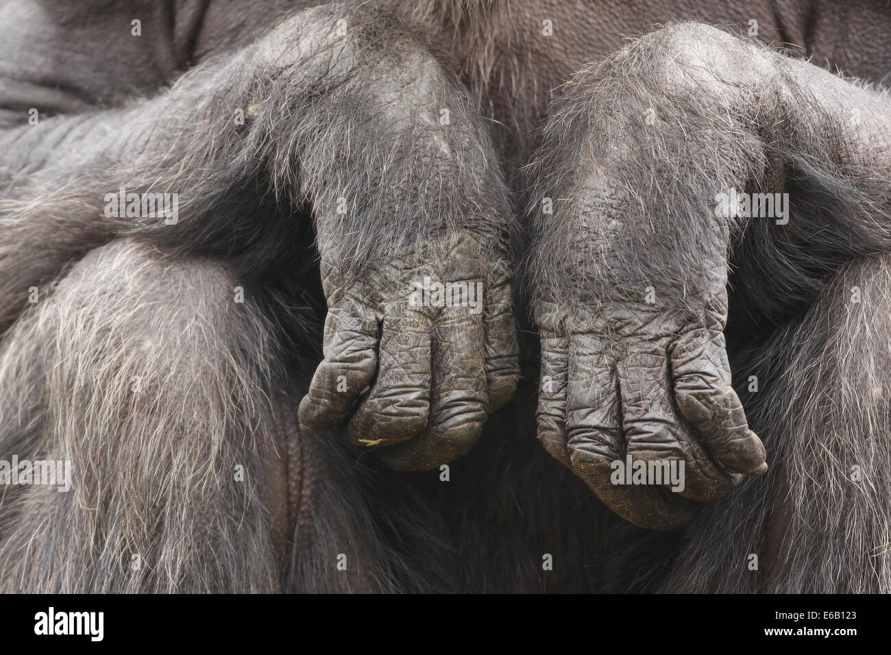 The Hairy Ape High Resolution Stock Photography and Images - Alamy