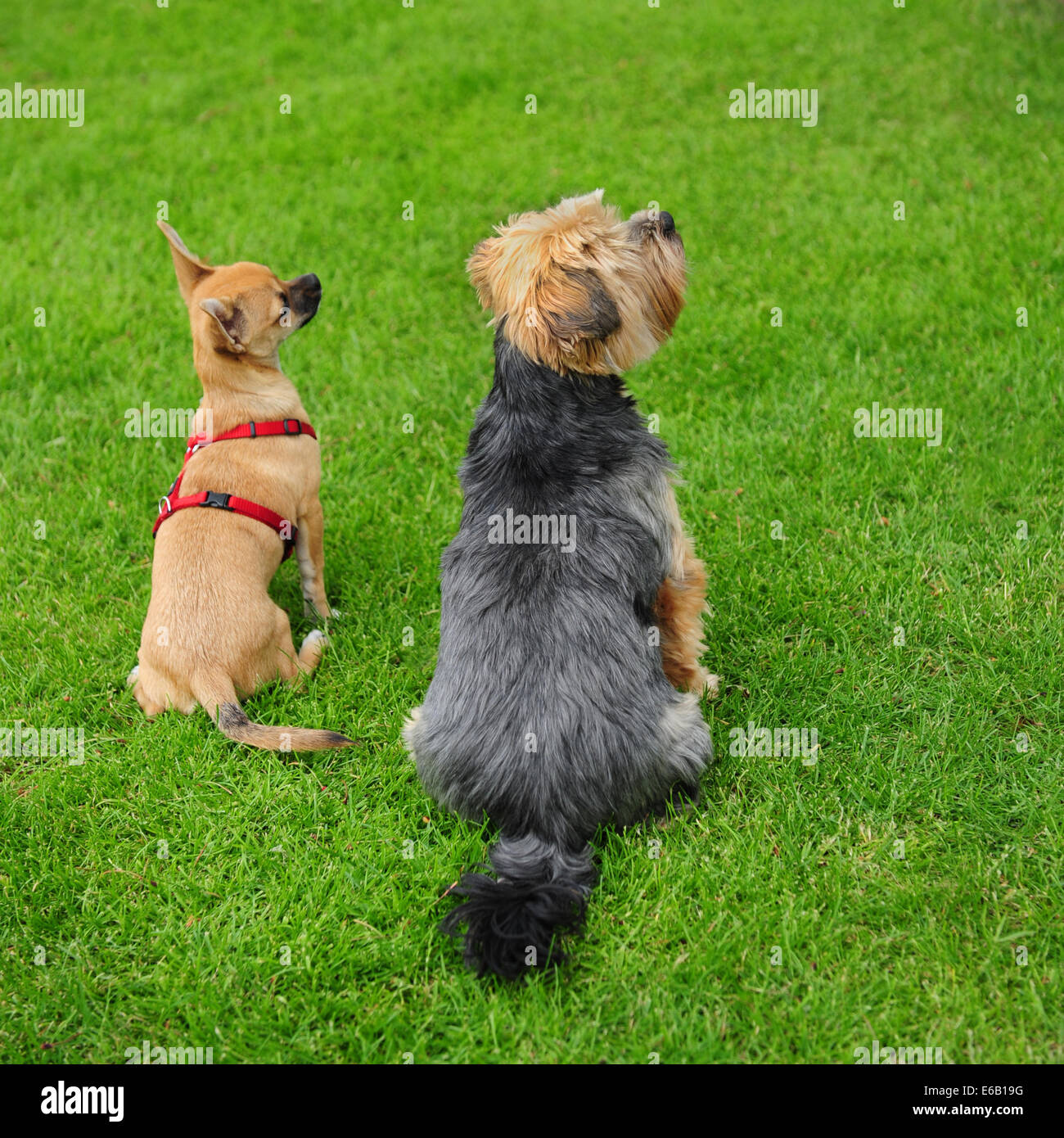 dog,dog school,dog training Stock Photo - Alamy