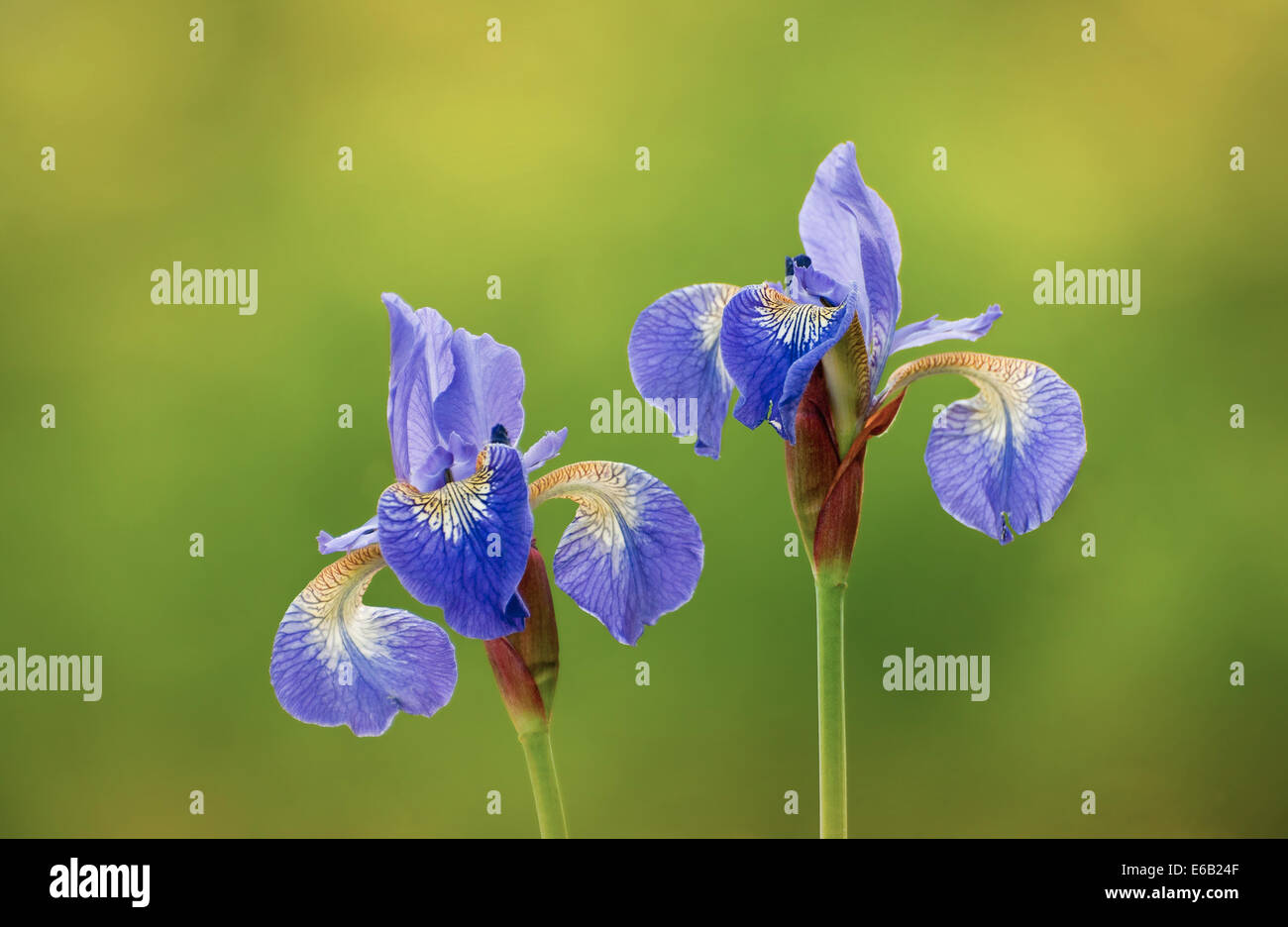 Sword Lily High Resolution Stock Photography and Images - Alamy