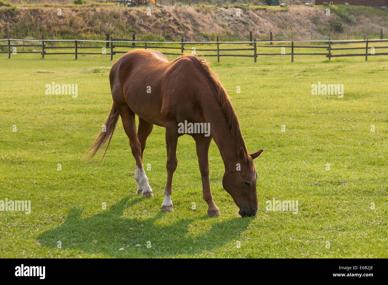 Green grass paddock horse hi-res stock photography and images - Alamy