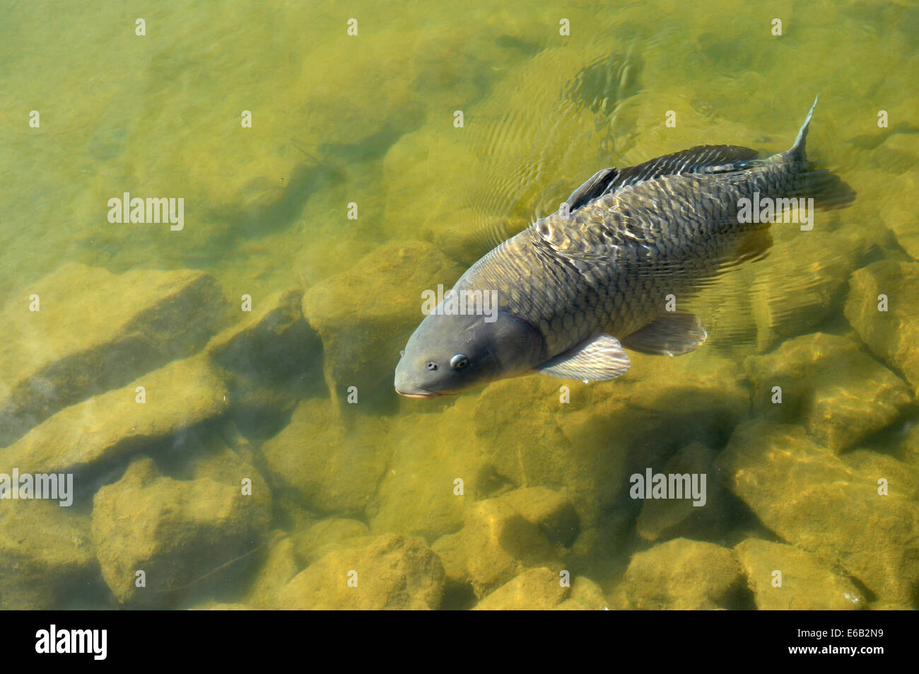 Non predatory fish hi-res stock photography and images - Alamy