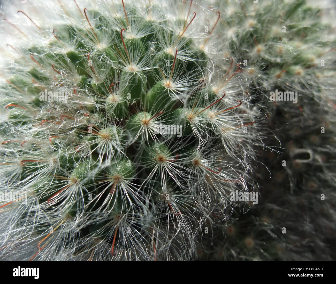 natural background showing the detail of a cactus Stock Photo - Alamy