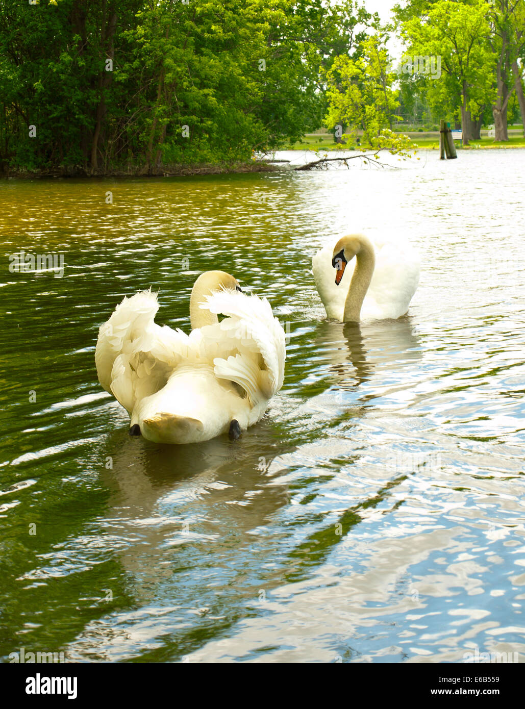 Swans mating hi-res stock photography and images - Alamy