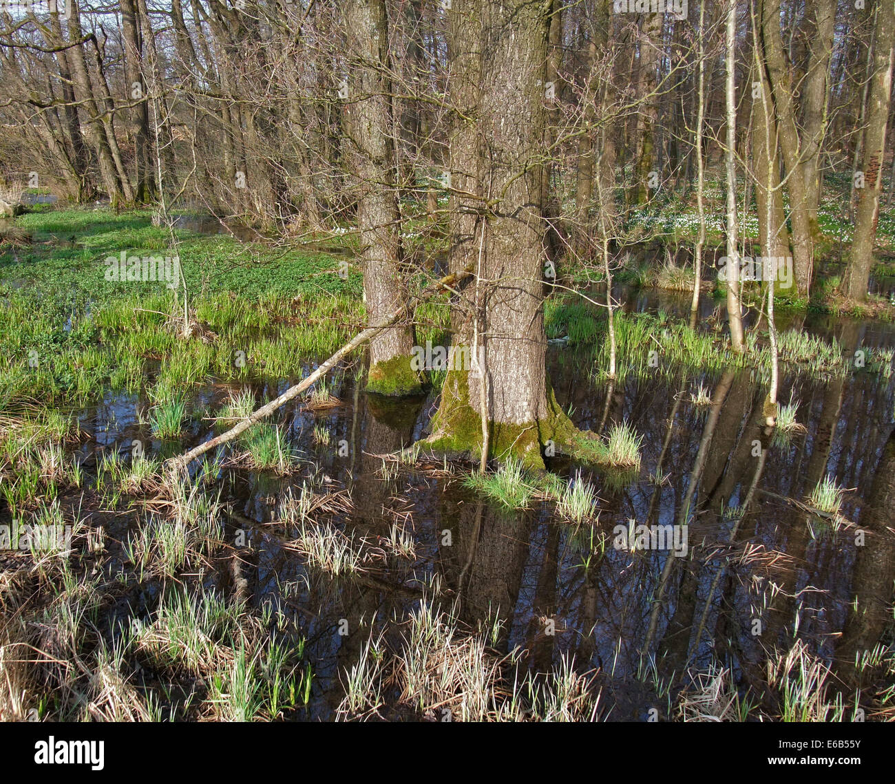evening scenery showing a small bog in Southern Germany Stock Photo - Alamy