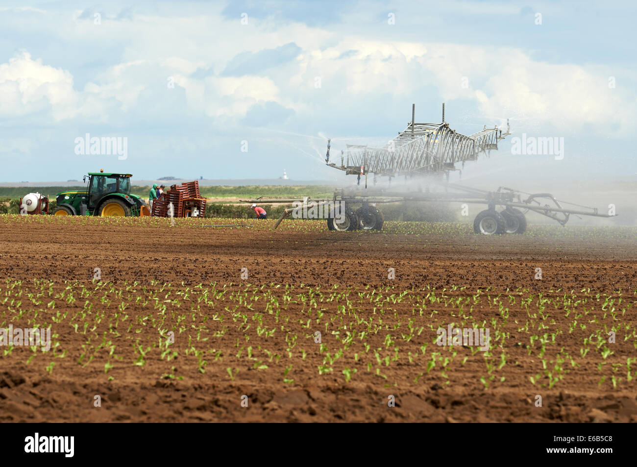 Immigrant workers from Eastern Europe planting lettuces on a farm in ...