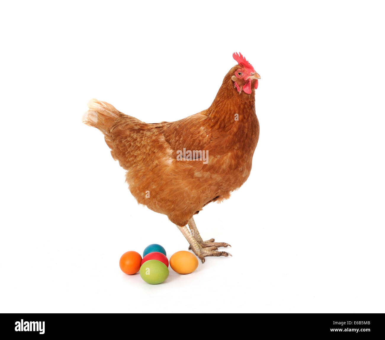 Chicken hen hens eggs birds Cut Out Stock Images & Pictures - Alamy
