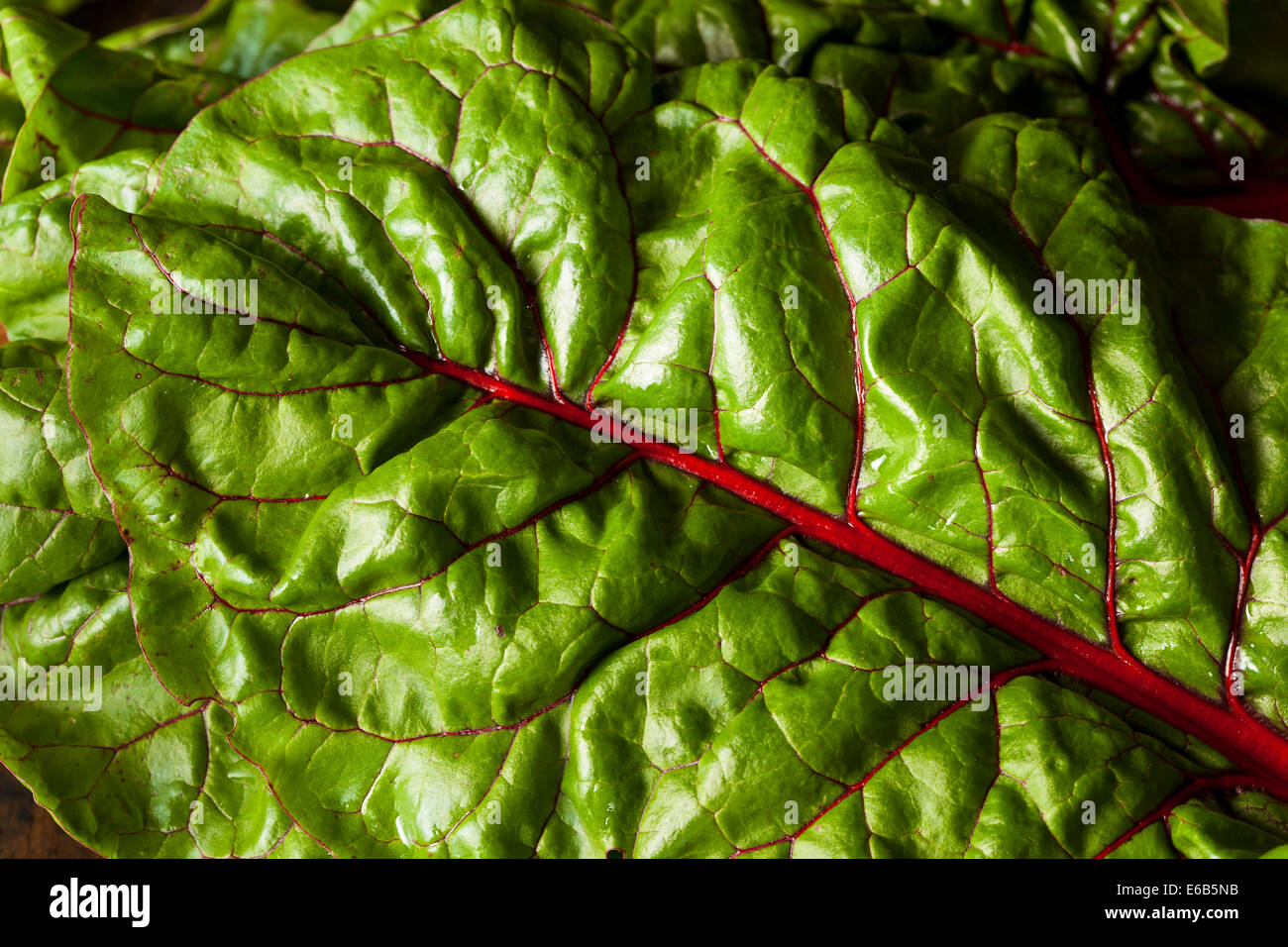 Raw Organic Red Swiss Chard on a Background Stock Photo - Alamy