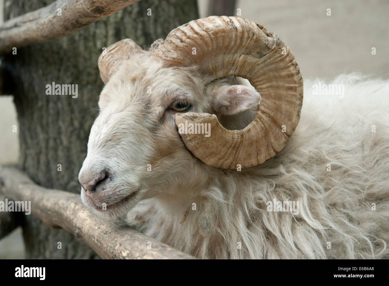 Merino Rams High Resolution Stock Photography and Images - Alamy