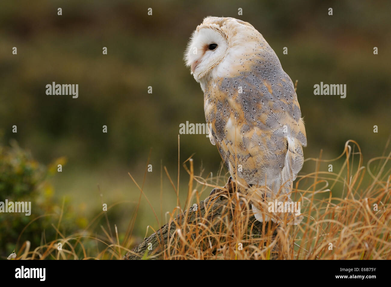 Barn Owl photographed n the middle of autumn colored vegetation at a ...