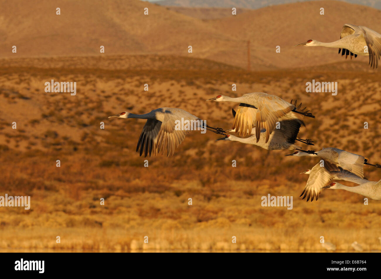 Sandhill Cranes flying over the water at Bosque Del Apache National ...