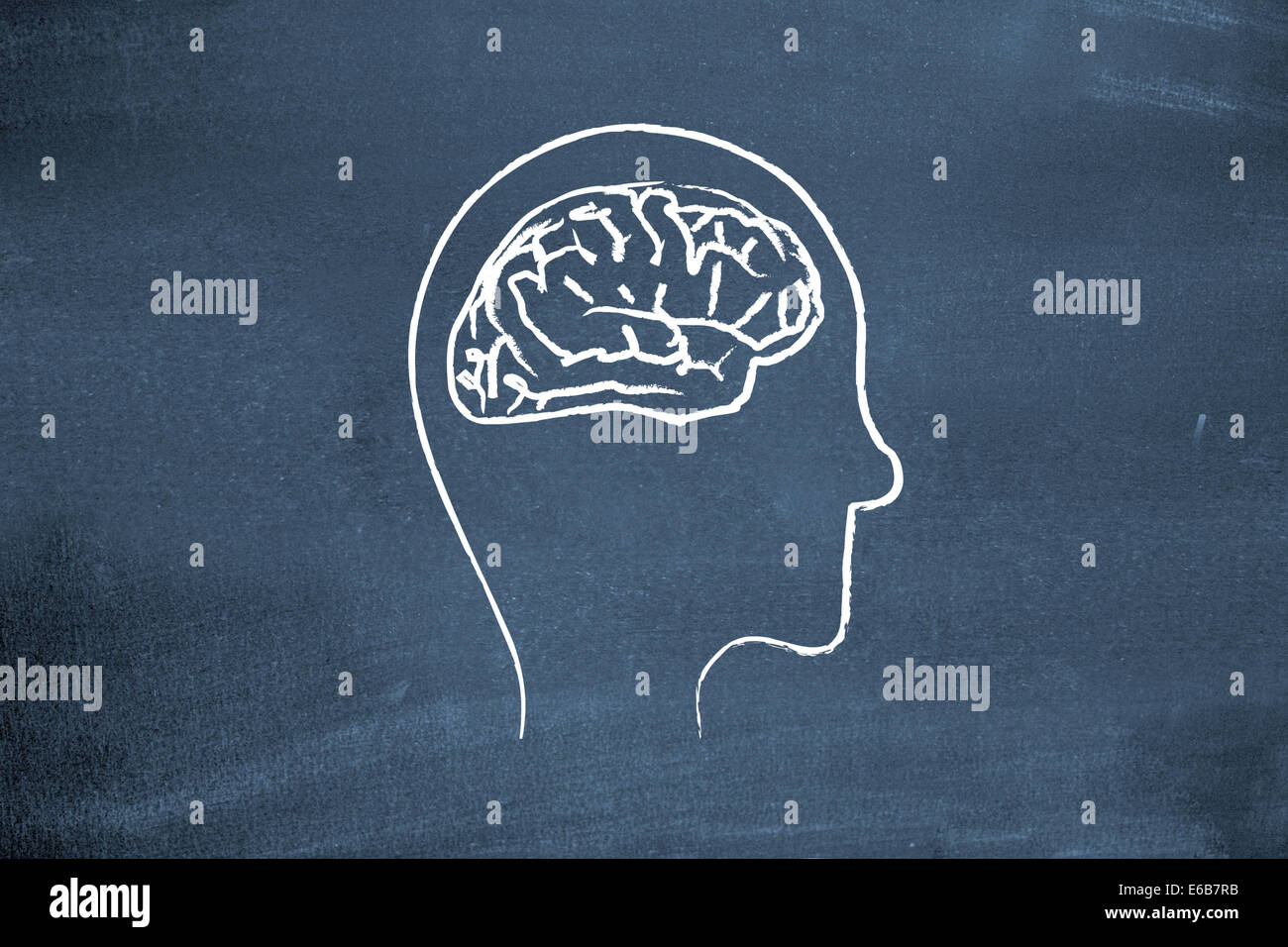 brain,school board,blackboard,biology lesson Stock Photo - Alamy