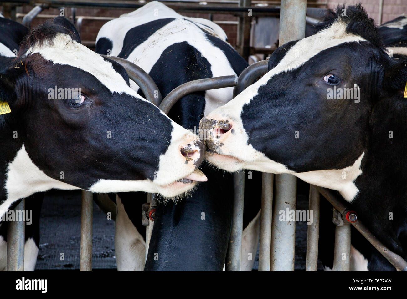 Cowsheds High Resolution Stock Photography and Images - Alamy