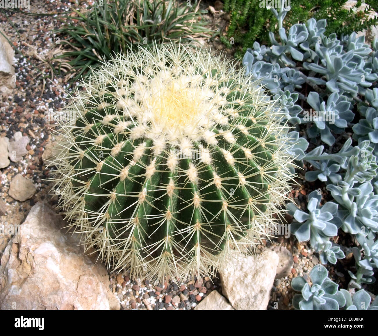 Green cactus thorn sphere hi-res stock photography and images - Alamy