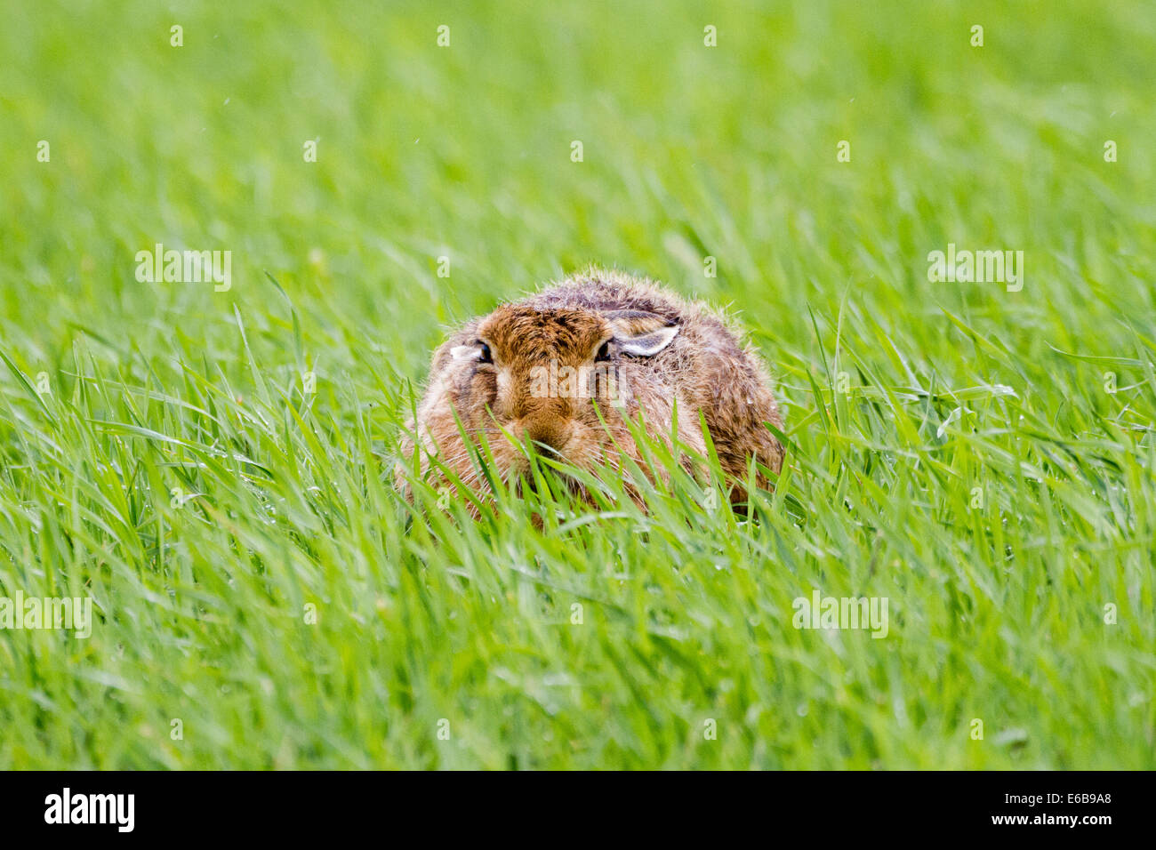 Wet hare hi-res stock photography and images - Alamy