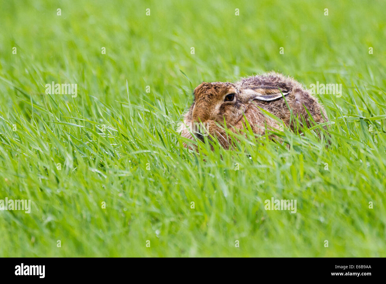 Wet hare hi-res stock photography and images - Alamy