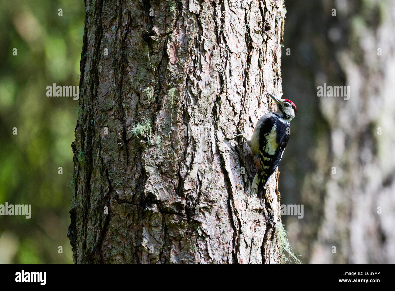Major great spotted woodpecker hi-res stock photography and images - Alamy