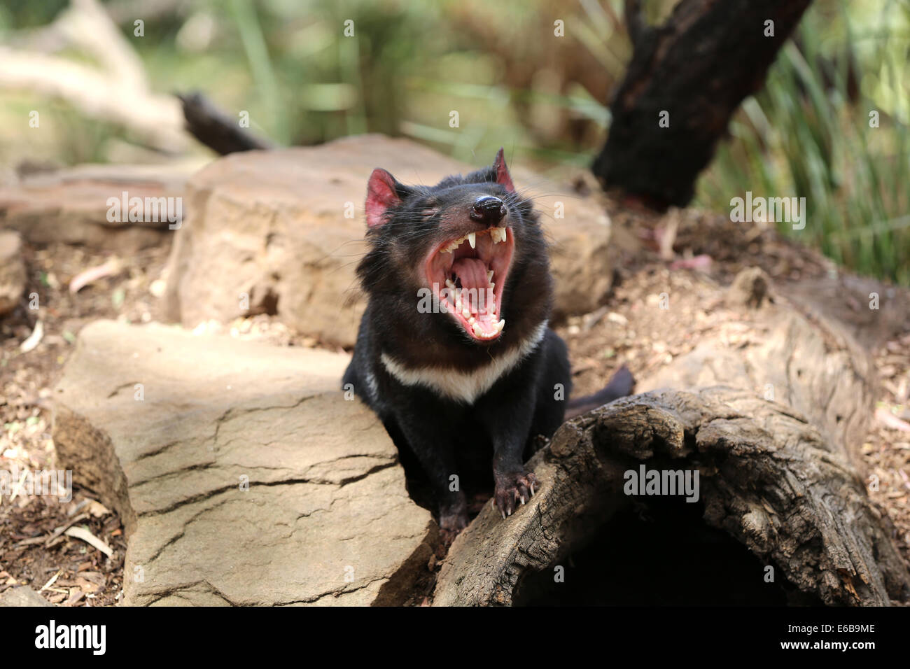 Marsupials tasmania hi-res stock photography and images - Alamy