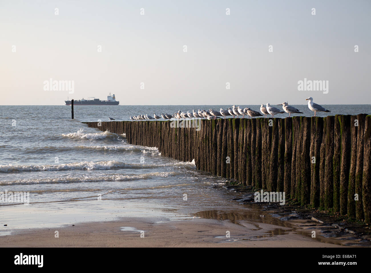 Groin water waves beach poles hi-res stock photography and images - Alamy
