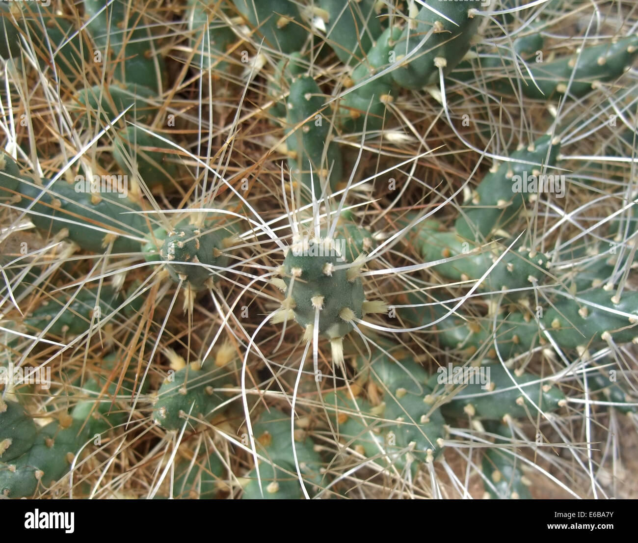 Detail long leaf cactus plant hi-res stock photography and images - Alamy