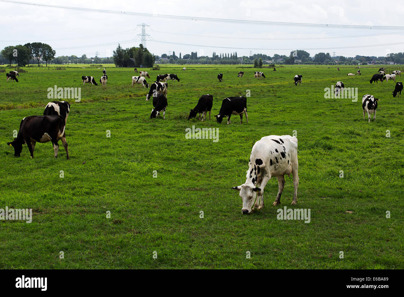 Dutch landscape cows in holland hi-res stock photography and images - Alamy
