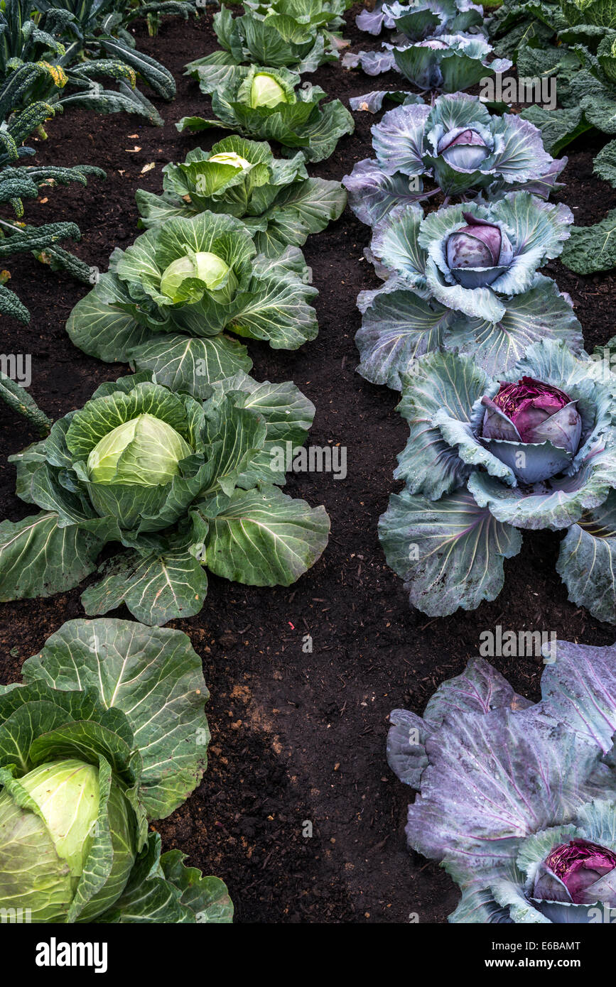 Rows of cabbage hi-res stock photography and images - Alamy