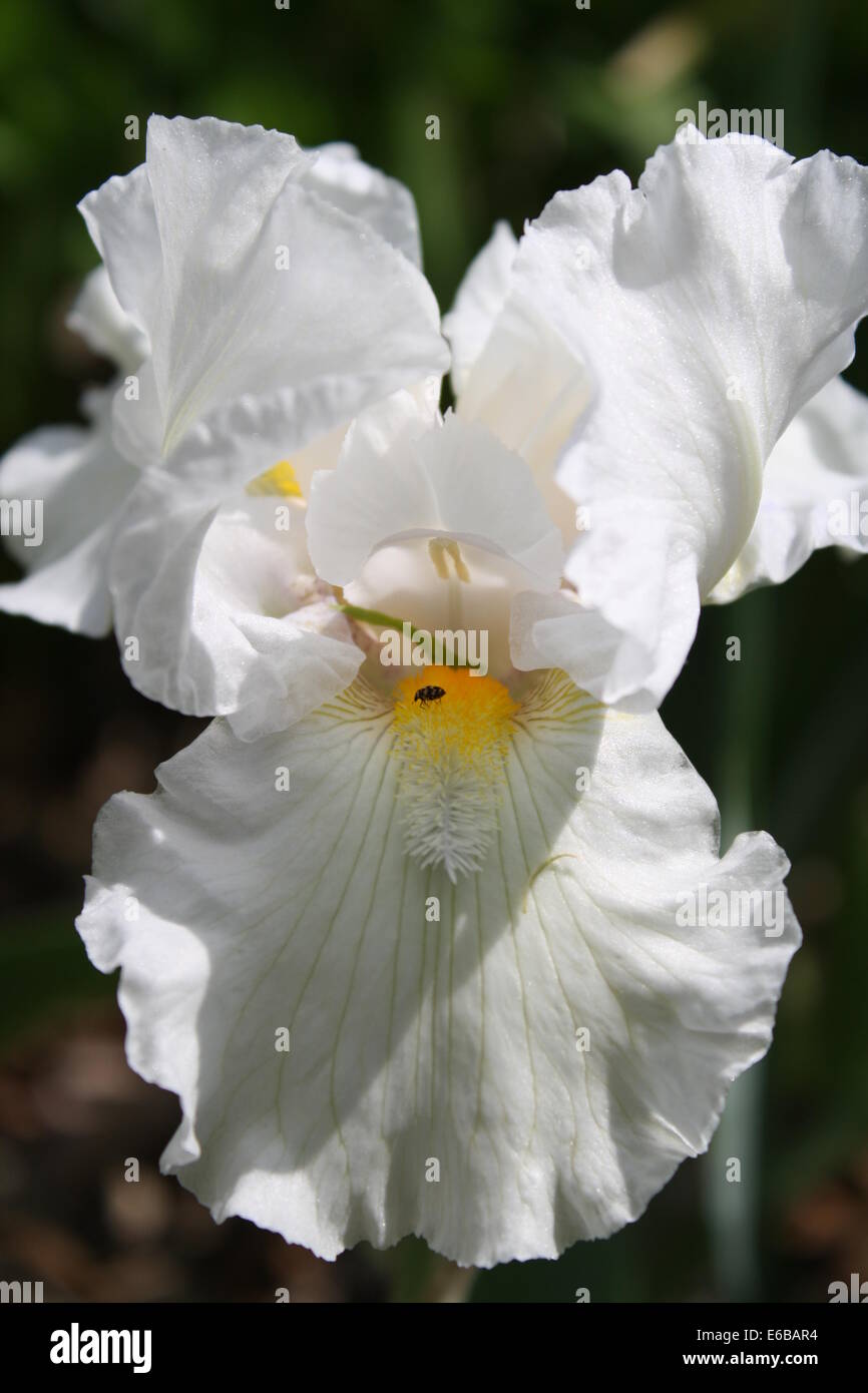 White iris hi-res stock photography and images - Alamy