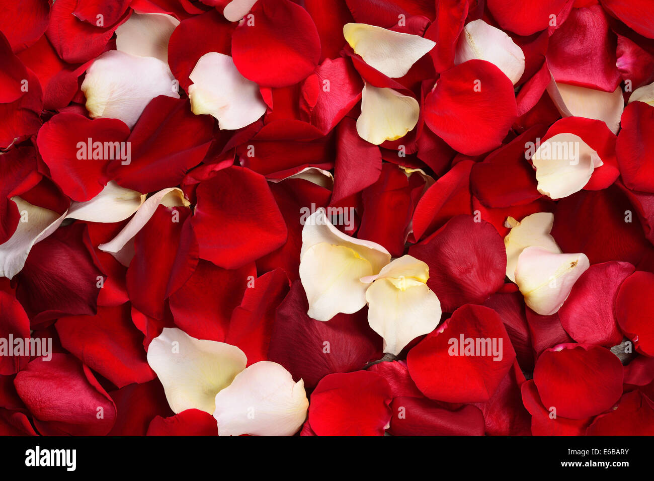Background of rose petals Stock Photo - Alamy