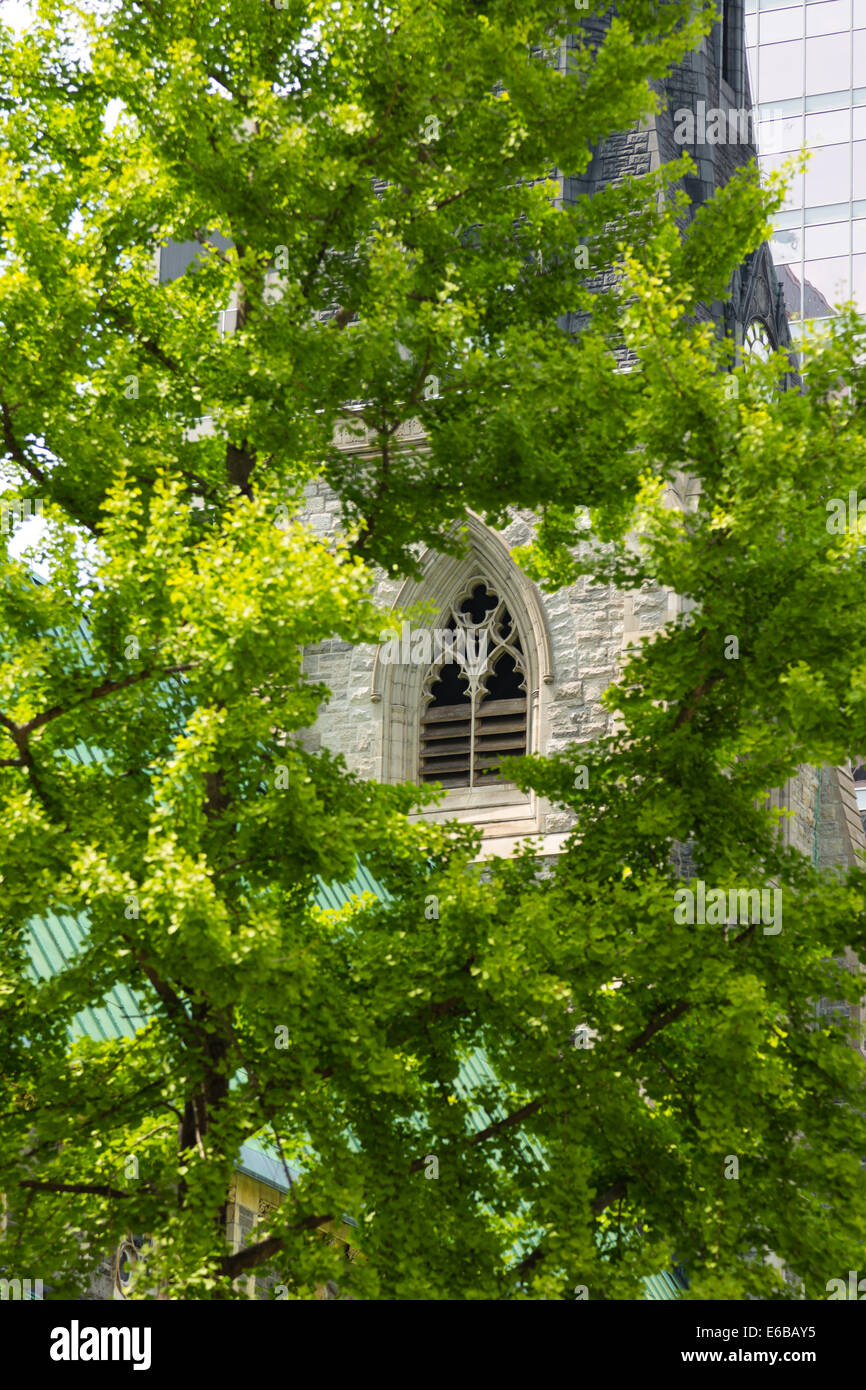Lush green tree hi-res stock photography and images - Alamy