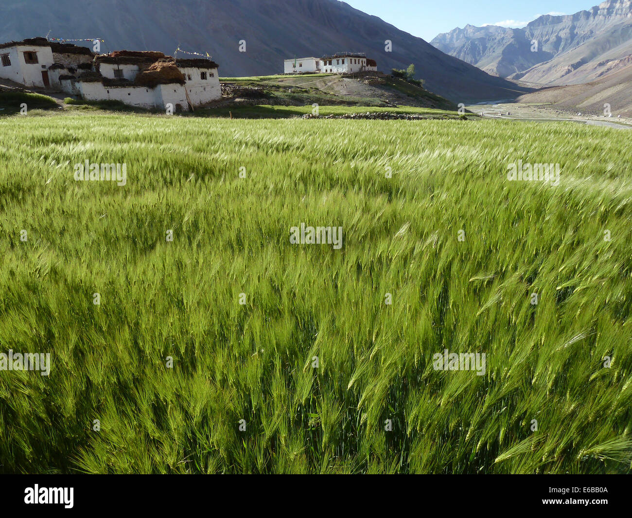 Wheat field ladakh india hi-res stock photography and images - Alamy