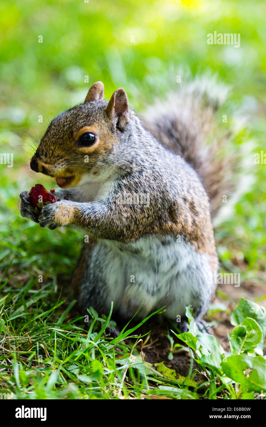 Common Grey Squirrel (Sciurus carolinensis) eating red fruit Stock ...