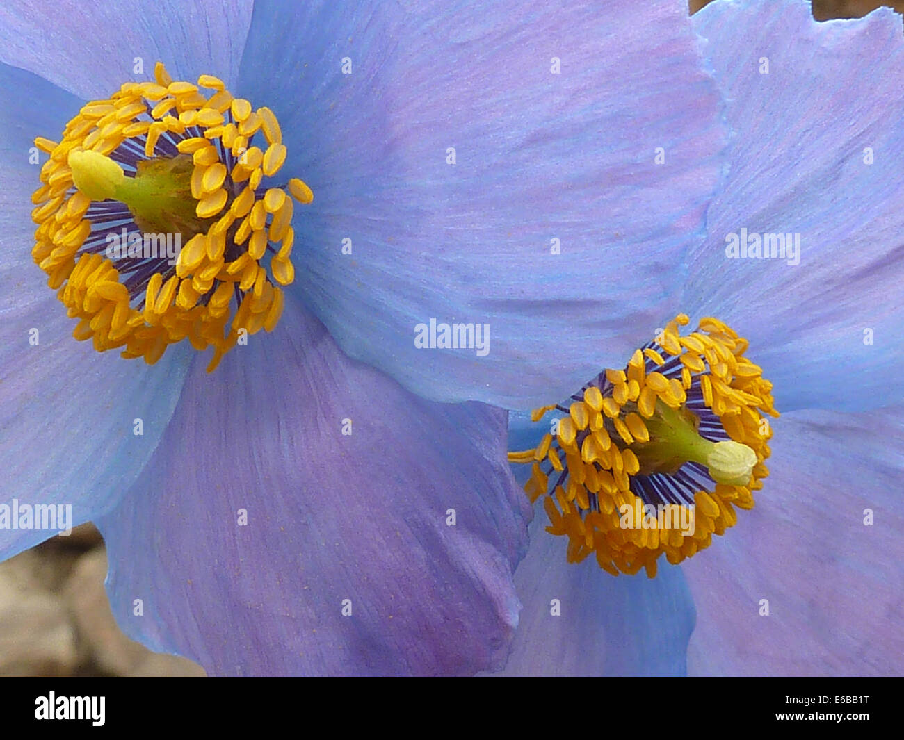 Himalayan Blue Poppy, Meconopsis, in Zanskar, Ladakh, India, Himalayas ...