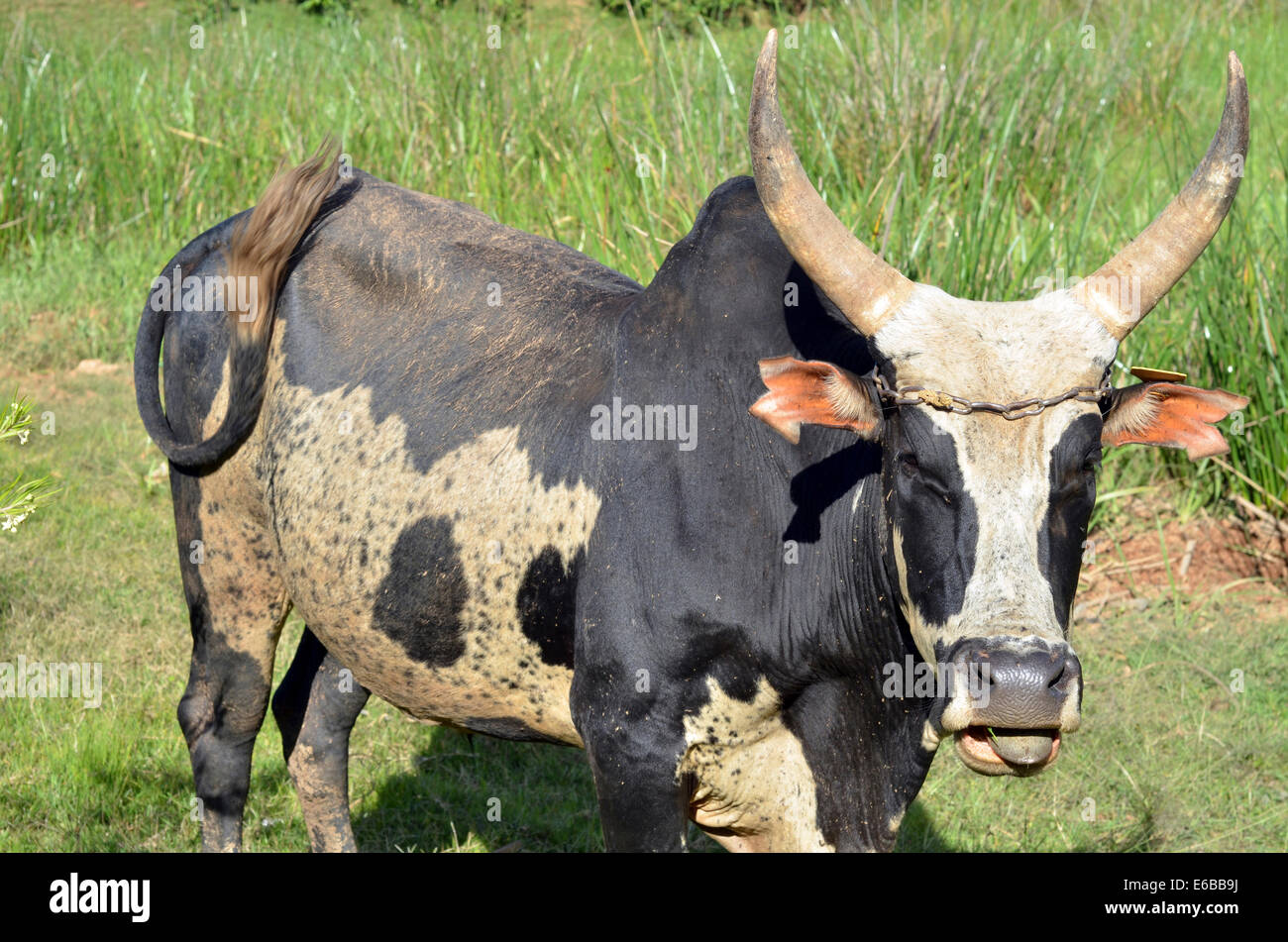 Madagascar, Antananarivo, ox with large horn Stock Photo - Alamy