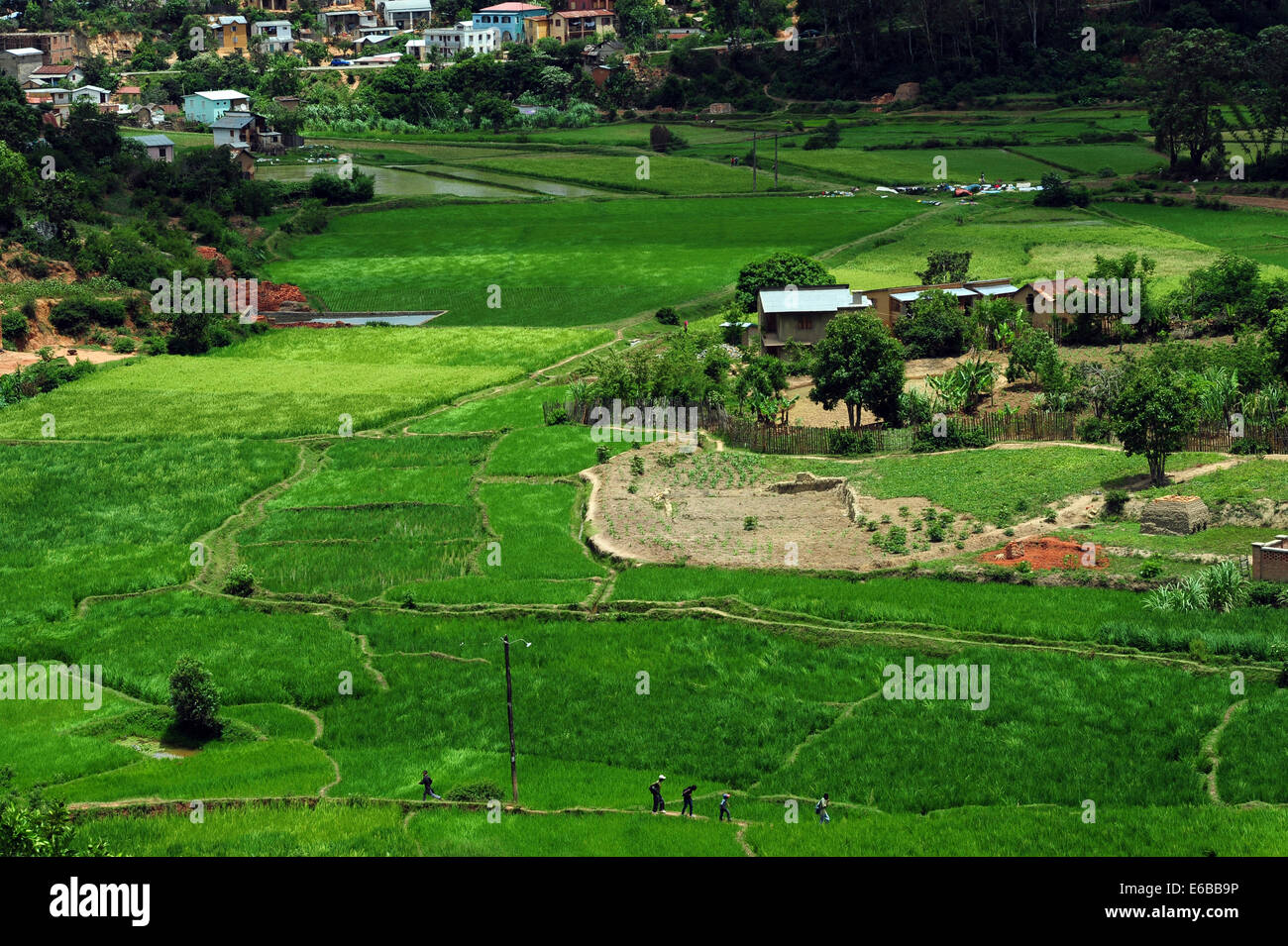 Madagascar rice terrace hi-res stock photography and images - Alamy