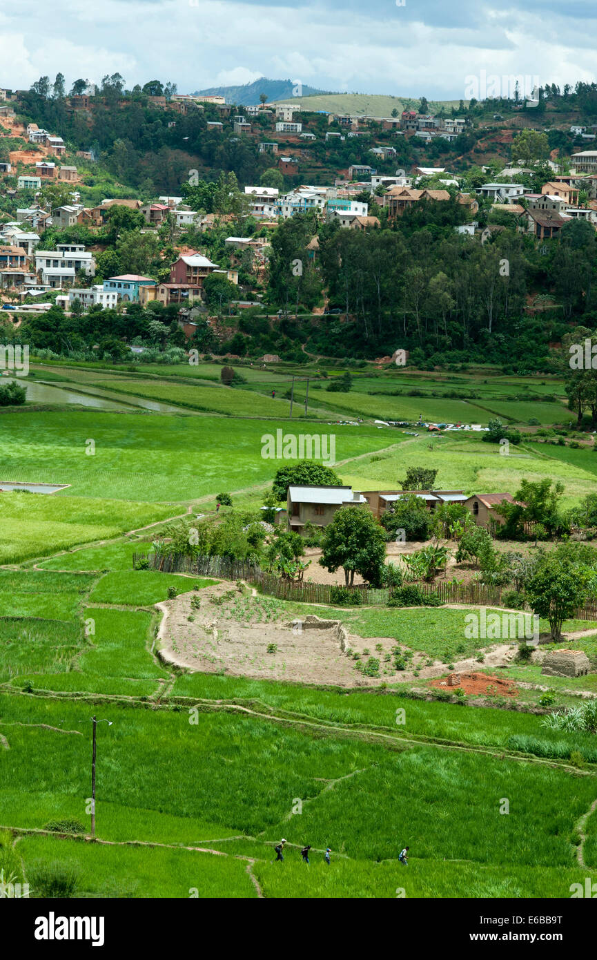 Madagascar rice terrace hi-res stock photography and images - Alamy