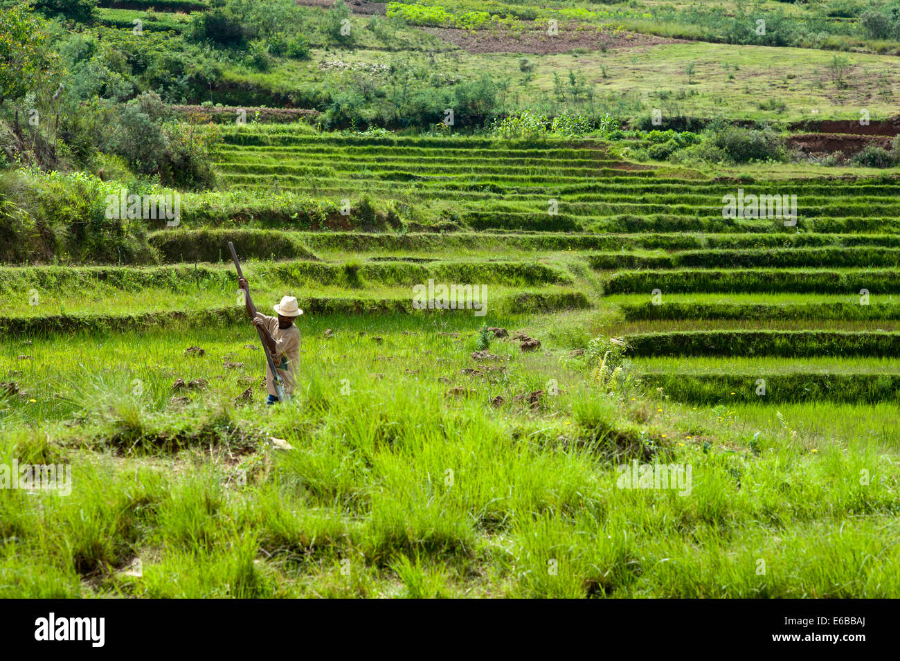 Madagascar rice terrace hi-res stock photography and images - Alamy