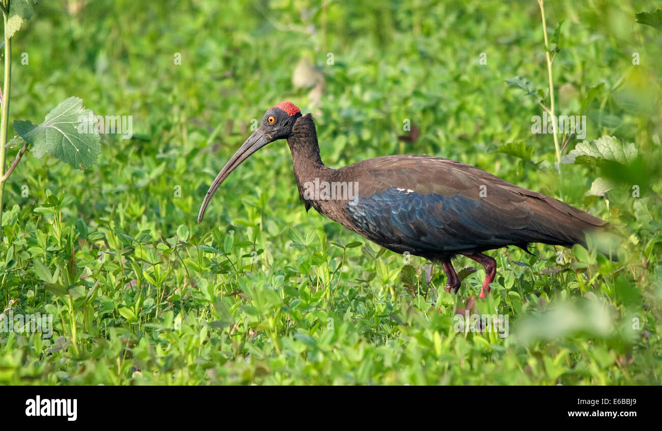 Indian ibis hi-res stock photography and images - Alamy
