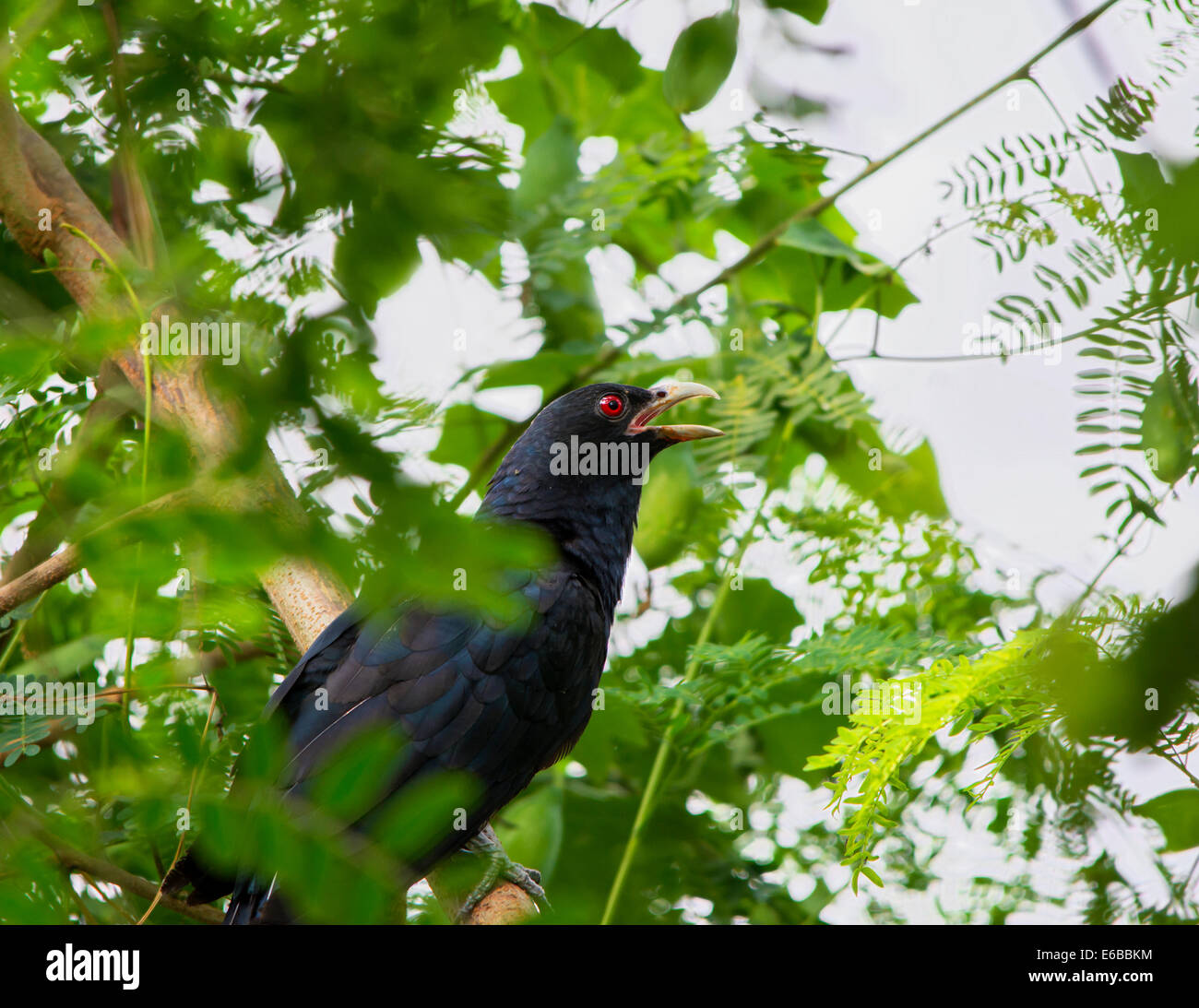 Black koel hi-res stock photography and images - Alamy