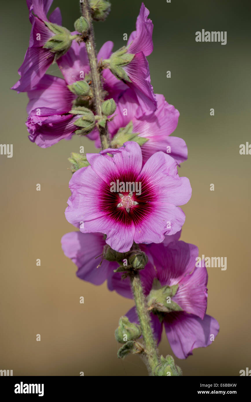 ZIchron Yaakov Israel Stock Photo - Alamy