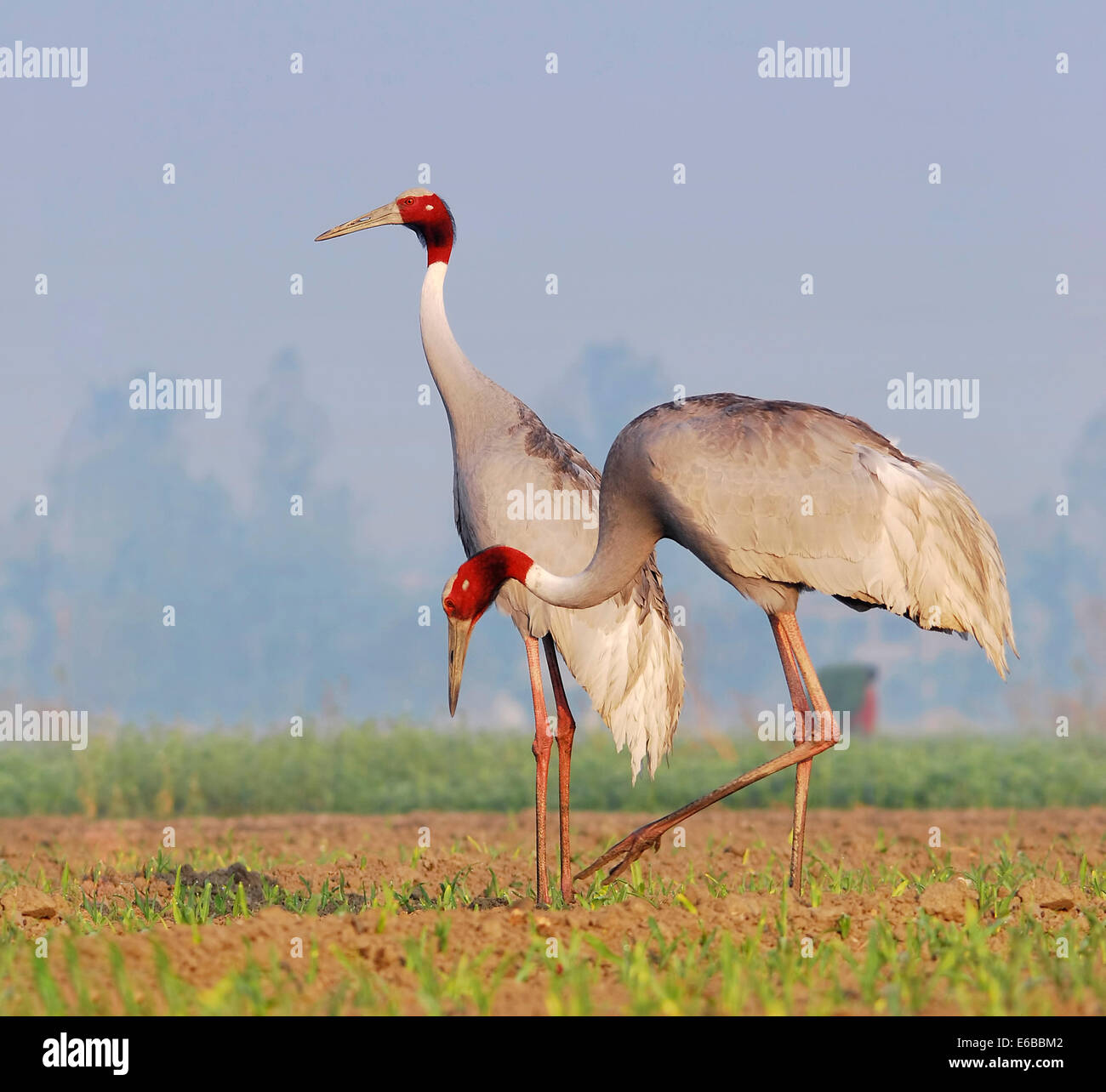 Indian crane bird hi-res stock photography and images - Alamy