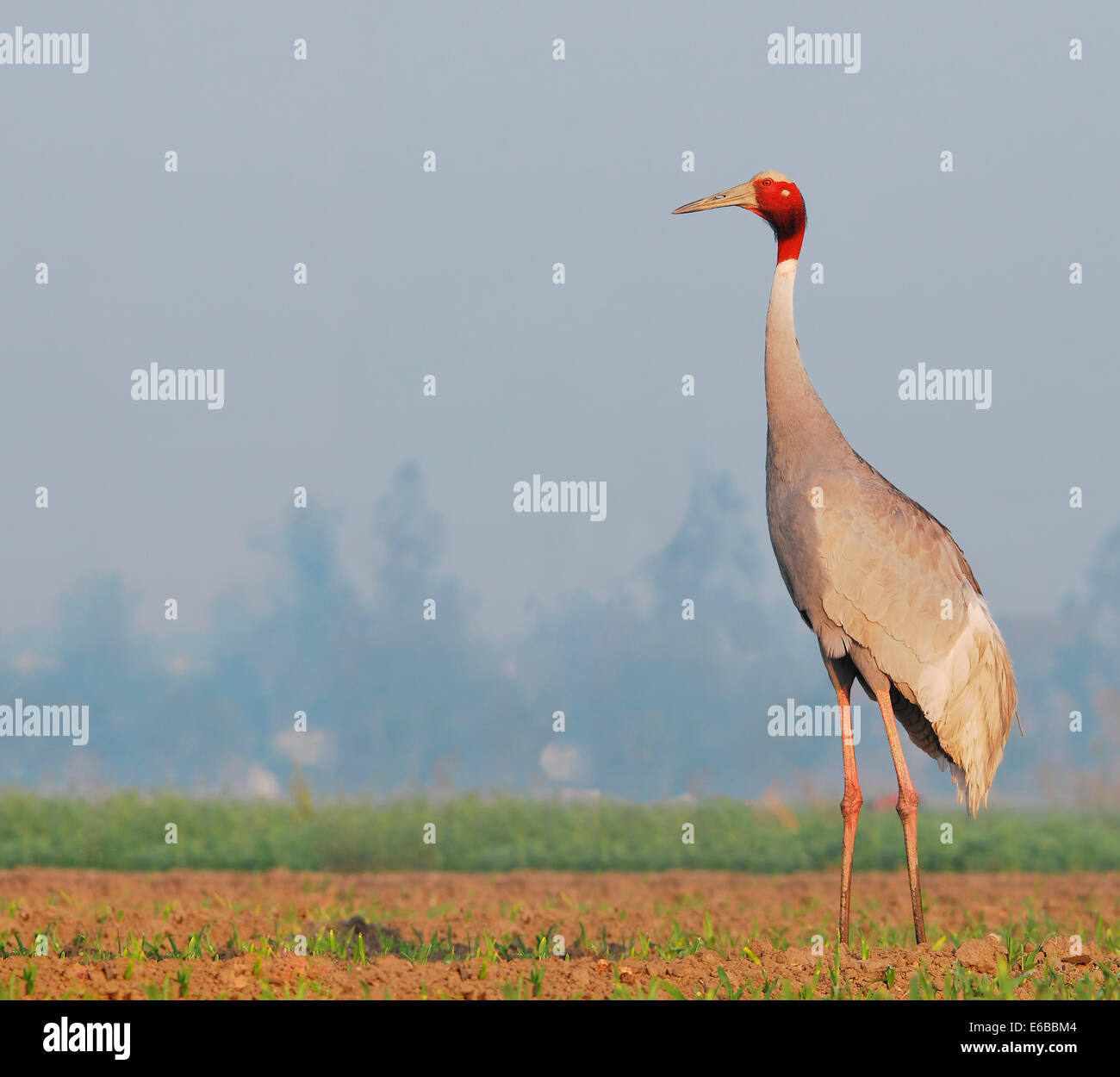 Indian crane bird hi-res stock photography and images - Alamy