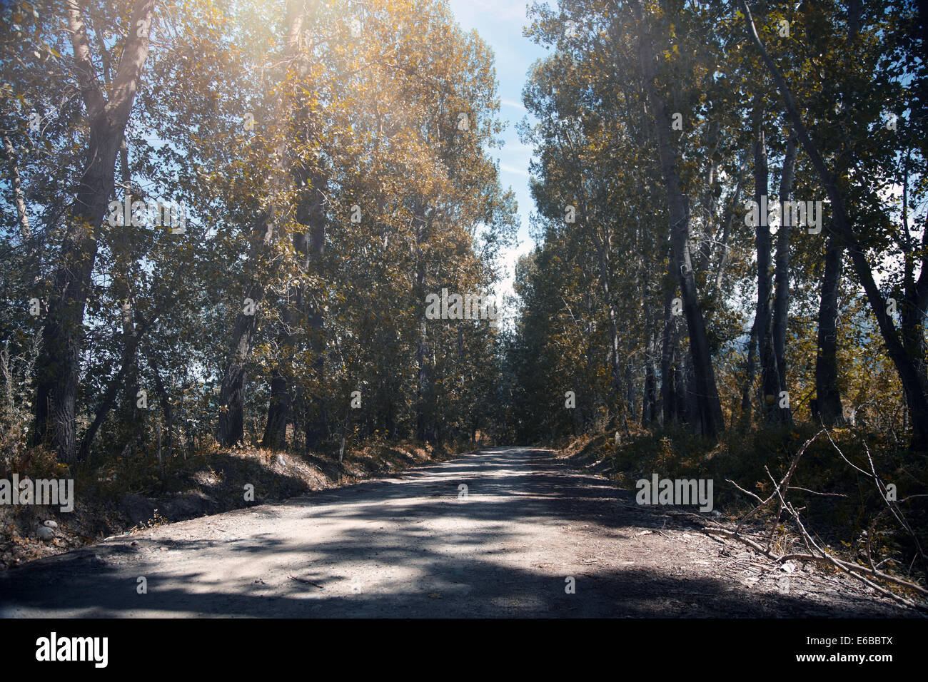 Country road through the trees. Horizontal photo Stock Photo - Alamy