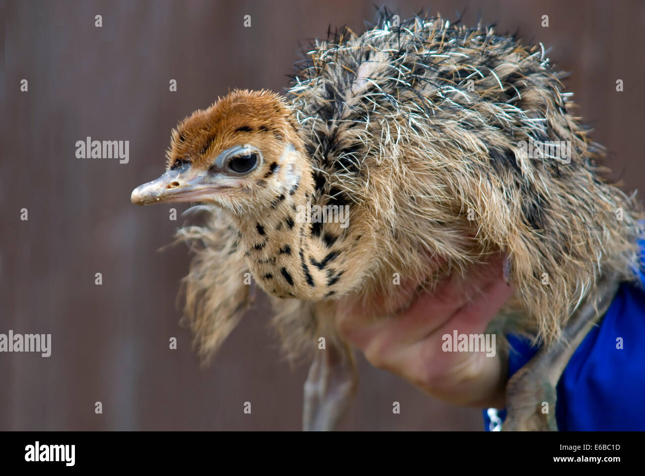 Ostrich Chicken on a Hand at a Ostrich farm in Germany Stock Photo - Alamy