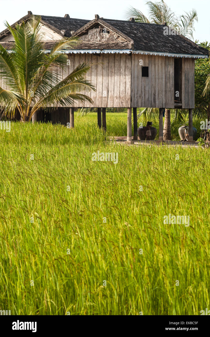 Old wooden hut in the middle of a green rice field, Cambodia Stock ...