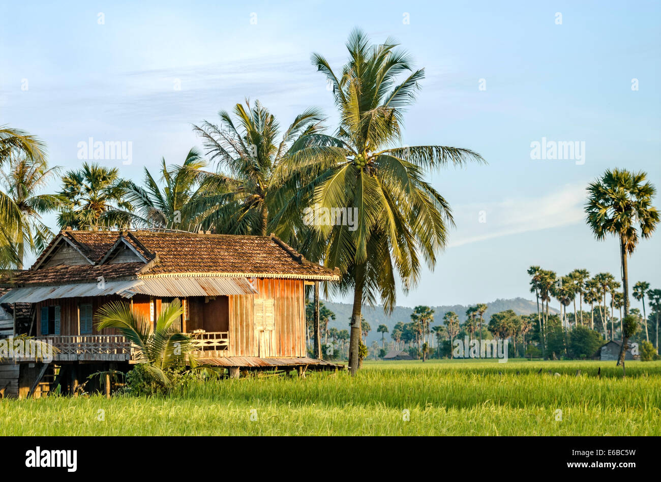 Old wooden hut in the middle of a bright green rice field, Cambodia ...