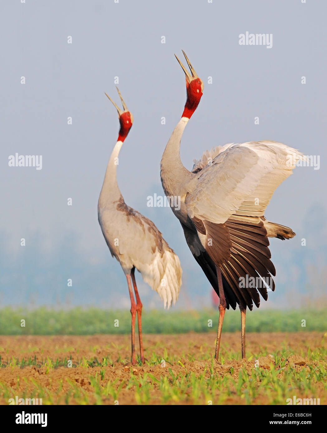 Pair of Sarus Crane in a beautiful pose Stock Photo - Alamy